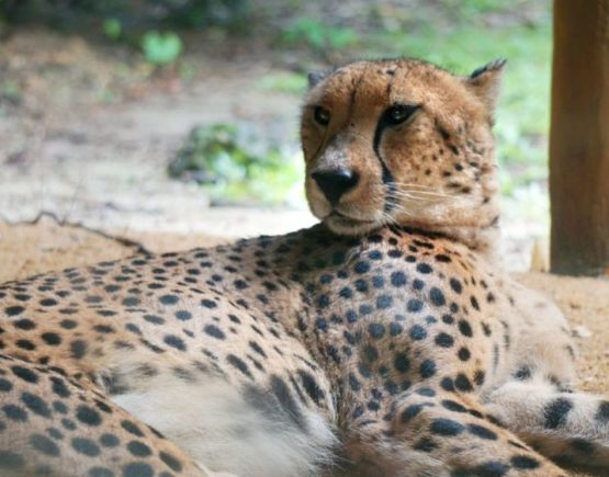 Singapore Zoo Guide: Ticket Promos, Shows & Animal Feeding Timing