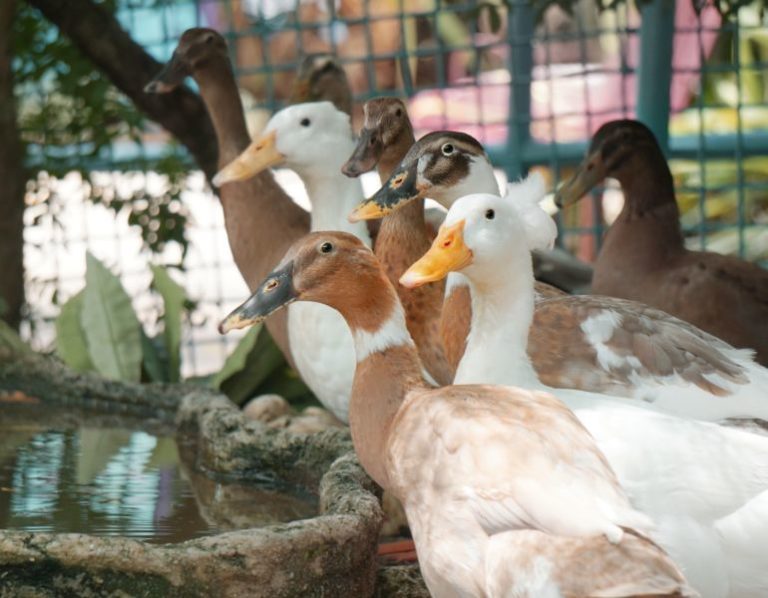 Singapore Zoo Guide: Ticket Promos, Shows & Animal Feeding Timing